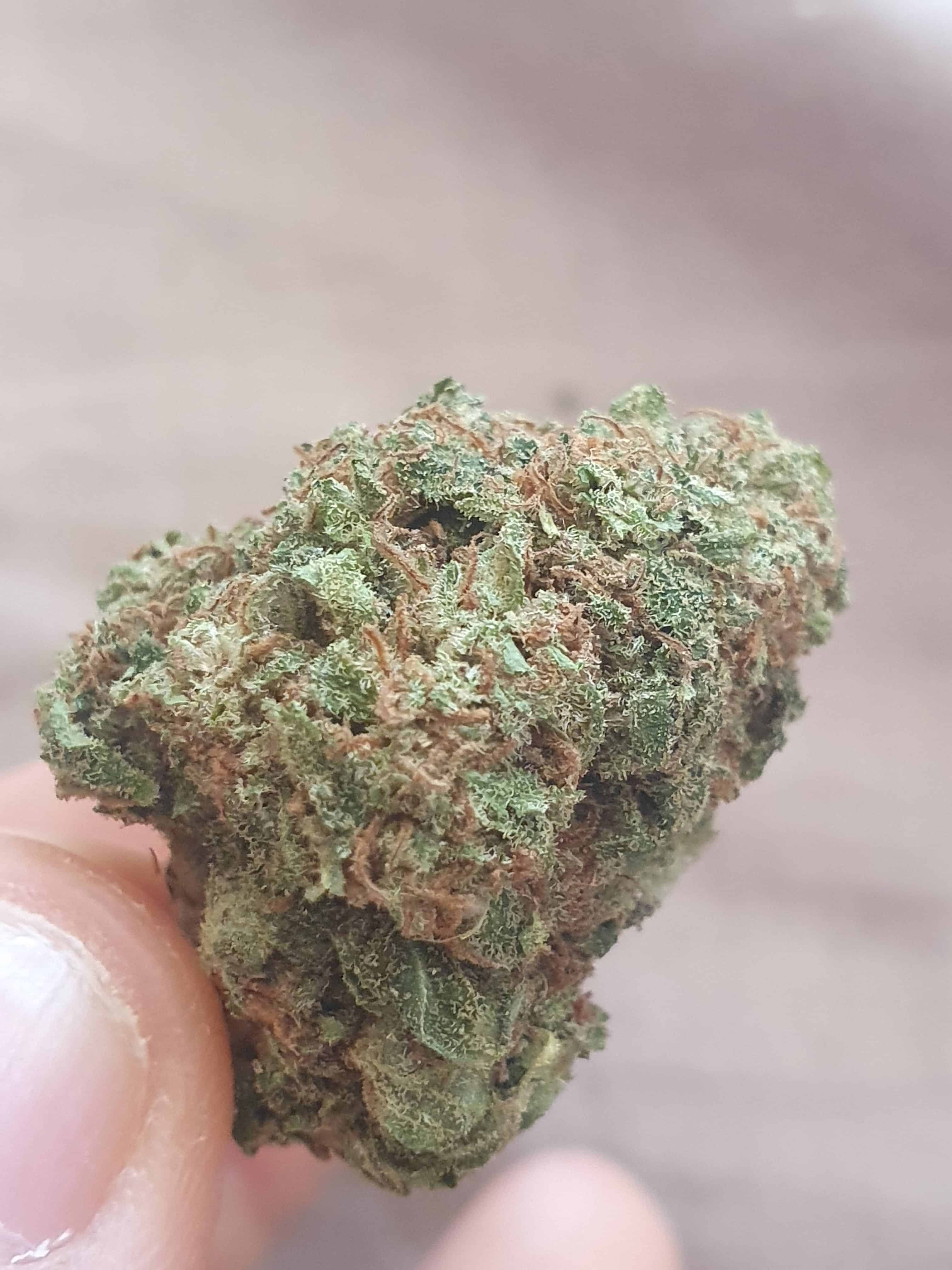 Orange Bud CBD cultivée en intérieur - Taux de 14%